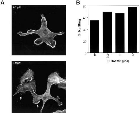 Fmlp Stimulation Is Independent Of Src Kinases A Pae Cells Expressing