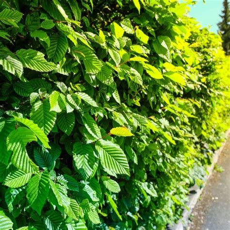 Hornbeam Hedging Pack Of 20 Carpinus Betulus
