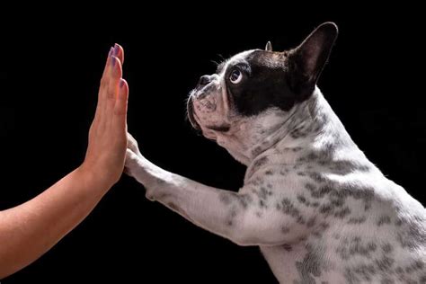 Successful French Bulldog Training Tips The Ultimate Guide Dog
