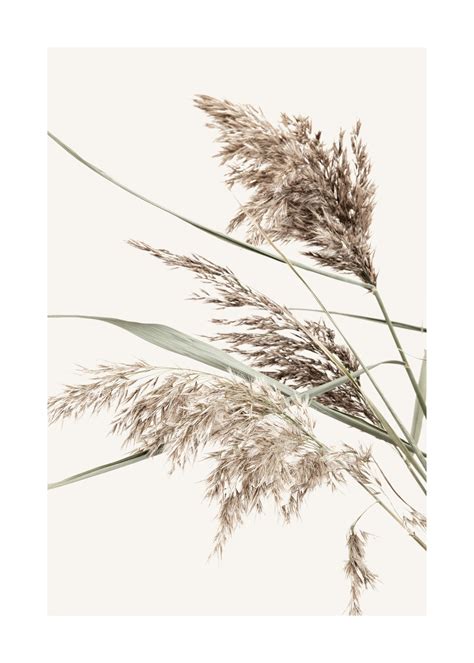 Boho Grass Print Botanical Wall Poster Desenio