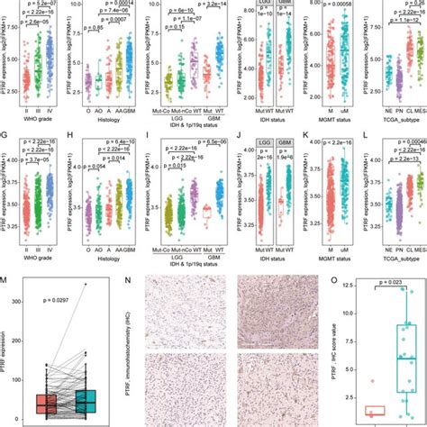 Ptrf Related Systemic Immunosuppression And Neutrophils In Cgga And