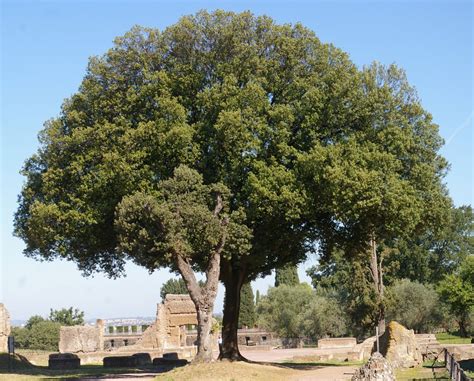 Quercus Ilex Quercus Ilex Eenvoudig En Snel Online Bestellen