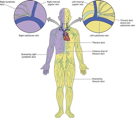 Role Of Lymphatics In Heart Failure Journal Of The Society For