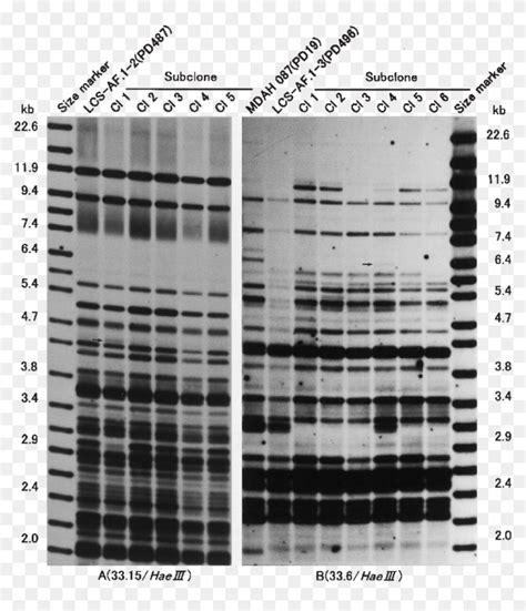 Dna Fingerprints Of The Immortal Cell Lines And Their Architecture