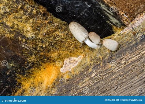 Mushrooms On Wooden Ceiling Beams Fungus Stock Image Image Of Moldy