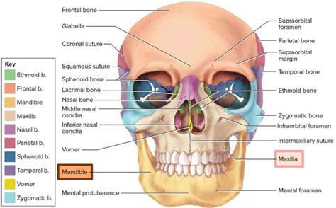 Mandible Jaw Bone Anatomy Parts Function And Mandible Dislocation