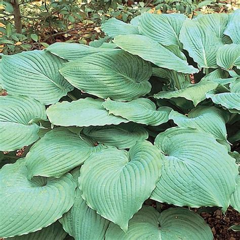 Bell Nursery 115 Qt Green Hosta Plant 36716 The Home Depot
