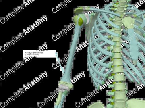 Condyle Of Humerus Complete Anatomy