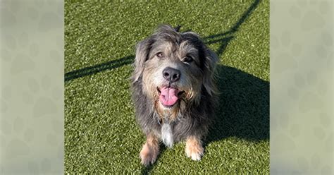 Ronald Aspca