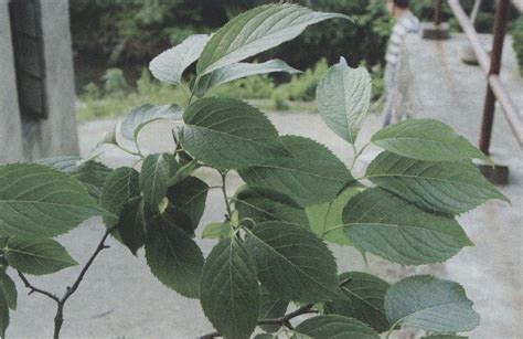 杜仲叶 中药学 医学