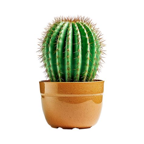 Cactus Background Pngs For Free Download