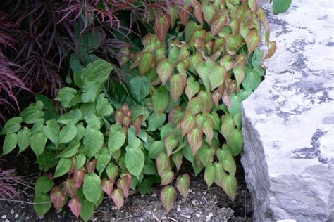 Epimedium Rubrum Red Barrenwort Eberts Greenhouse