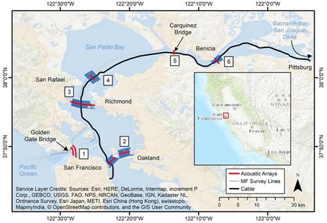 Misdirected Migration Green Sturgeon Navigation Of San Francisco Bay
