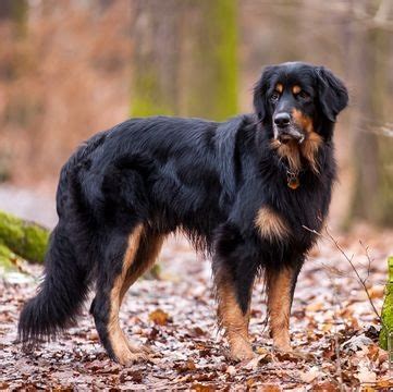 Cute Hovawart Puppies
