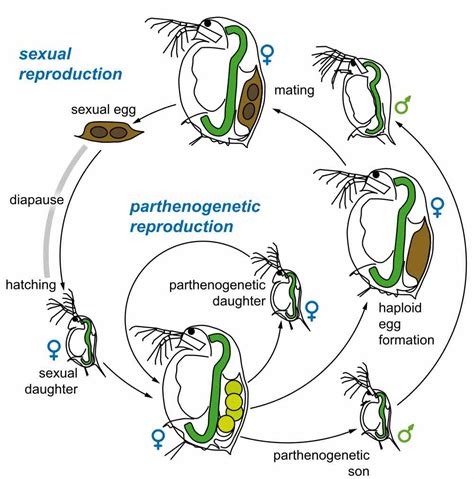 Daphnia Biology Classification Characteristics And Reproduction