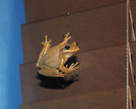 Peeping Frog By Trebornehoc On Deviantart