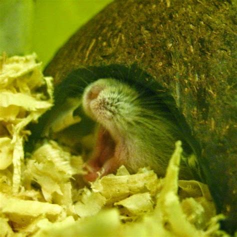 Michiha Chichira Youtube