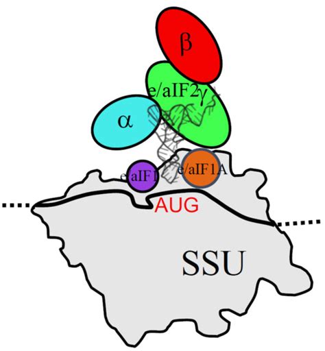 Ijms Free Full Text Start Codon Recognition In Eukaryotic And Archaeal Translation