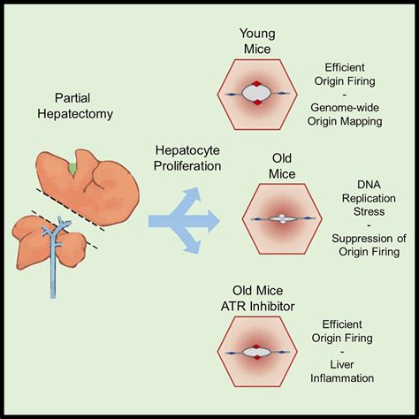 In Vivo Dna Replication Dynamics Unveil Aging Dependent Replication Stress Cell