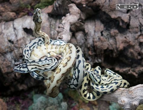 Jaguar Carpet Python Traits Morphpedia Jaguar Carpet Python Traits Morphpedia