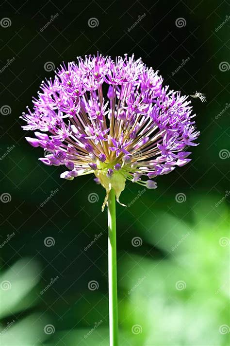 Single Vibrant Purple Flower Stands Tall On A Long Thin Stem