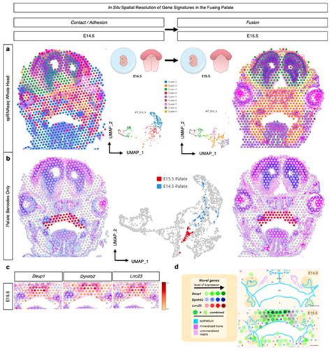 Some Of Our Favourite Visium Spatial Transcriptomics Publications From GENESMART CO LTD