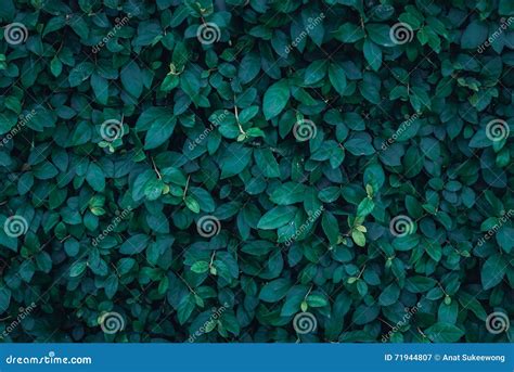 Dark Green Leaves Texture Stock Image Image Of Bright 71944807