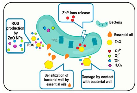 Antibacterial Activity Of Zinc Oxide Nanoparticles Loaded With Essential Oils