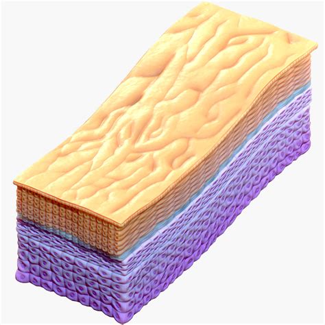 Epidermis Cross Section 3d Model By Zames1992d