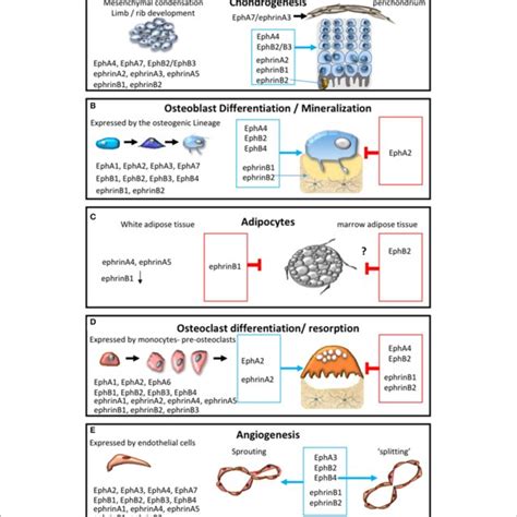 Eph Ephrin Contribution To Hsc Niche Maintenance A Schematic