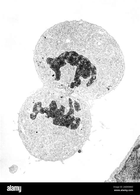 Cell Division Transmission Electron Micrograph Tem Of Cytokinesis