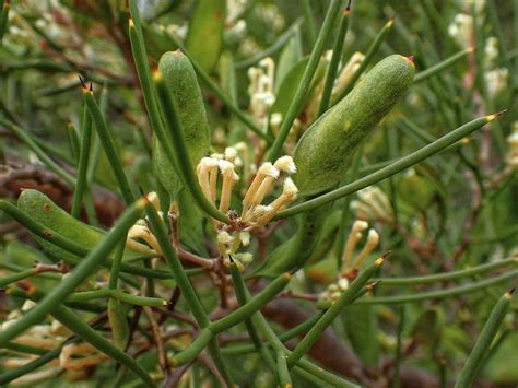 Hakea Index Ausemade
