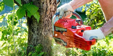 How To Plan For Tree Removal Services Doss Tree Service
