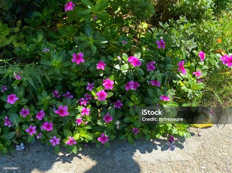 Image Of Pink Flowering Sadabahar Madagascar Periwinkle Plants Growing