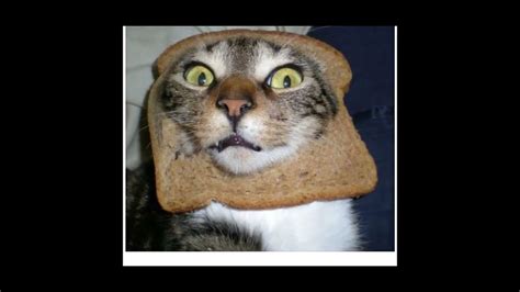 Pjesma O Malom Macku Youtube