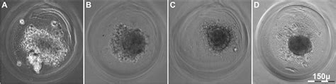 Long Live Time Lapse Microscopy During Seven Days After Bm Mmsc