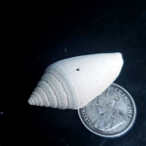 Fossilized Shell R Dan Hurd Prospecting