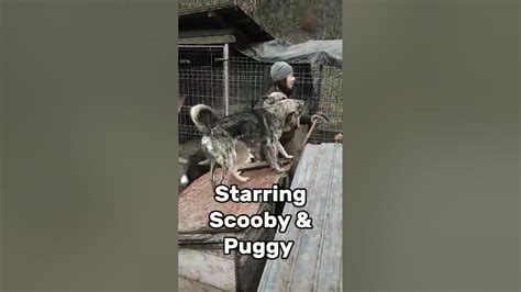 Puggy And Scoubi Youtube