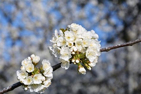 Cherry Flower Sprig Free Photo On Pixabay Pixabay