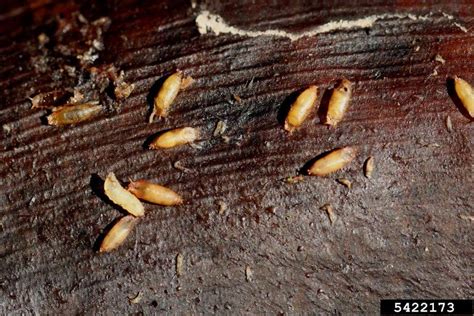 Vinegar Flies Got Pests Board Of Pesticides Control Maine Dacf