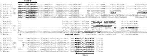 Clustalw Multiple Sequence Alignment Of The Its2 Region Amplified With