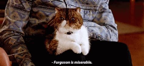 New Girl Cat  New Girl Cat Furguson Is Miserable Discover