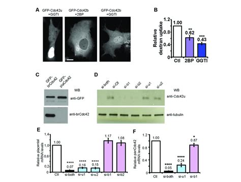 Figure S1 Inhibitors Of Lipid Modifications Confirm The Role Of Cdc42