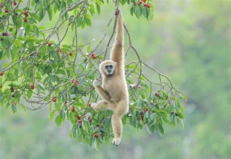 Watch Your Head Gibbons Are Playing In This Rainforest A Z Animals