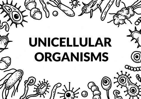 Premium Vector Microscopic Unicellular Organisms Design