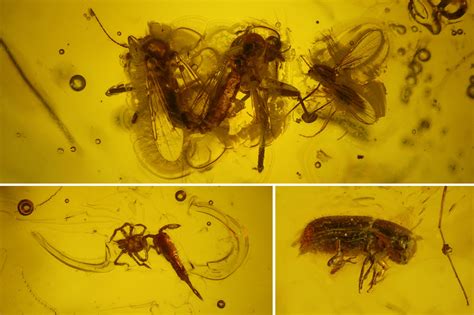 Mating Fossil Flies Mite Springtail And Beetle In Baltic Amber