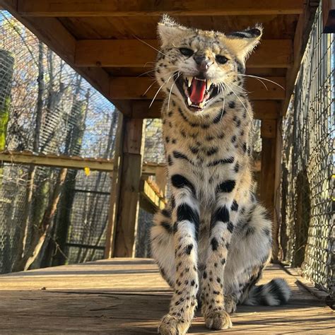 Our Rescues — Exotic Feline Rescue Center