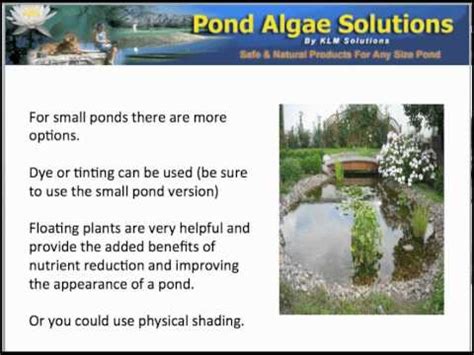 Pond Shading Options Limiting Green Water Algae YouTube