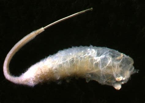 Aquatic Insect Larvae