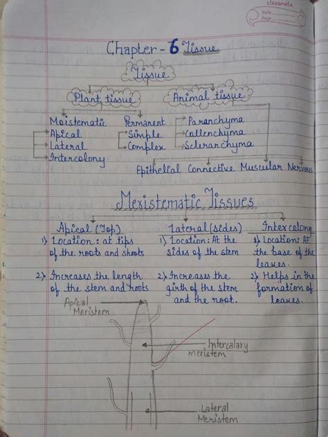 Solution Bio Tissues Detailed Notes Topper S Notes Class 9th Neat And